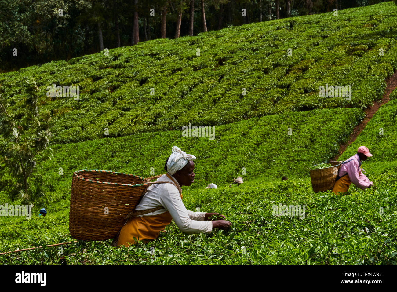 Kenya, Kericho county, Kericho, tea picker picking tea leaves Stock ...
