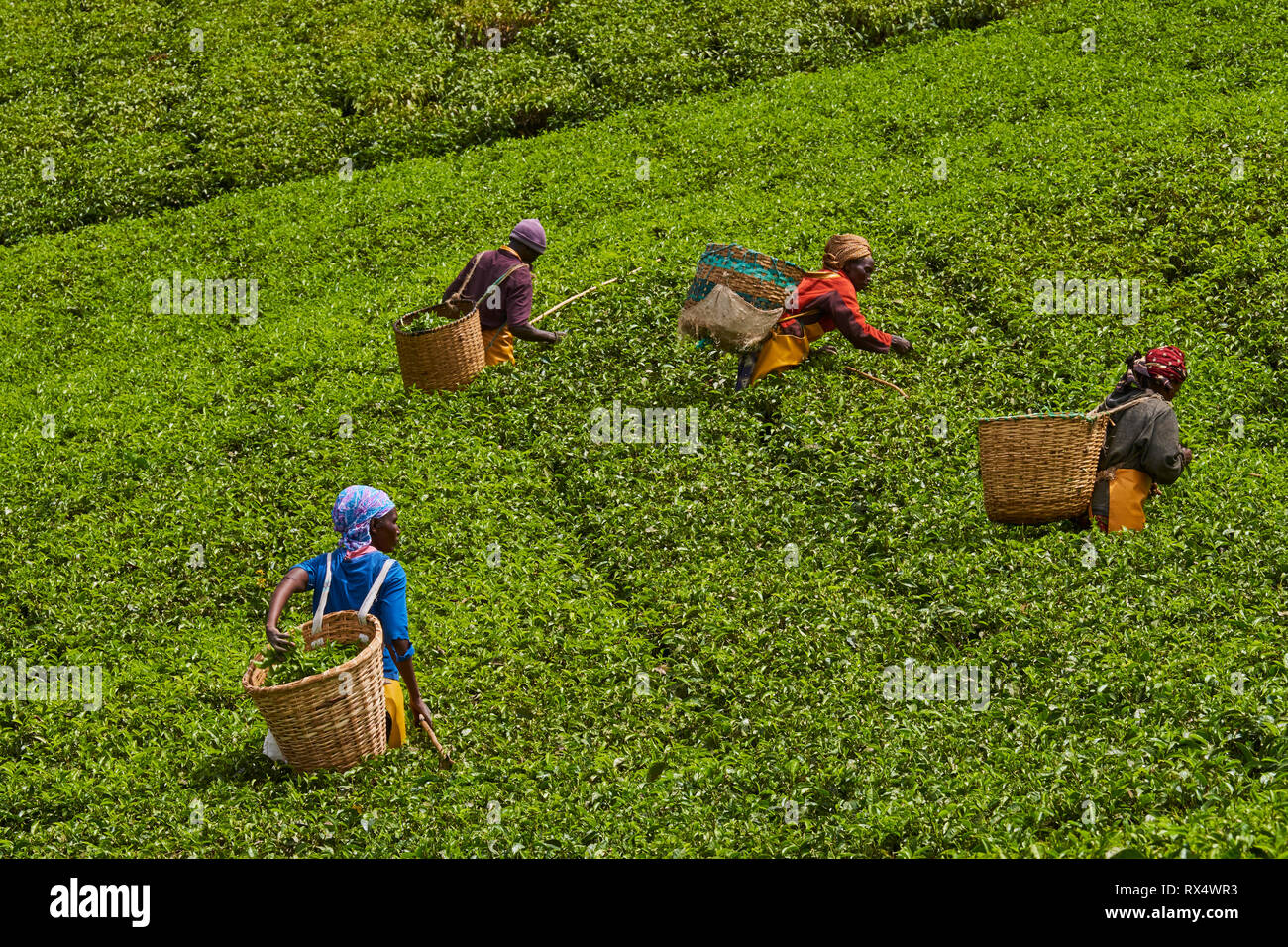 Kenya, Kericho county, Kericho, tea picker picking tea leaves Stock ...