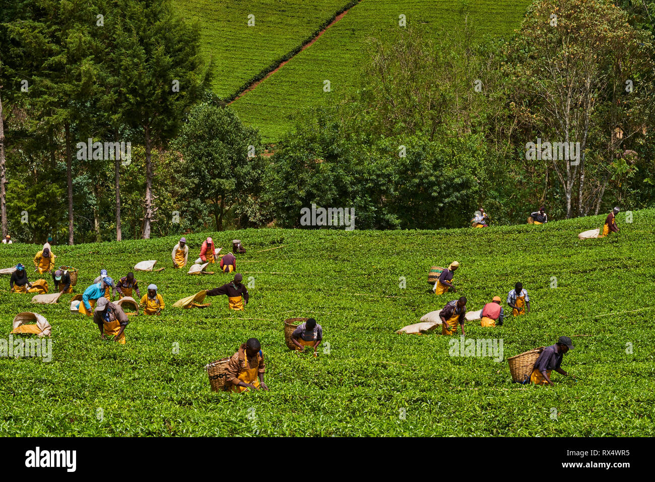 Kenya, Kericho county, Kericho, tea picker picking tea leaves Stock ...