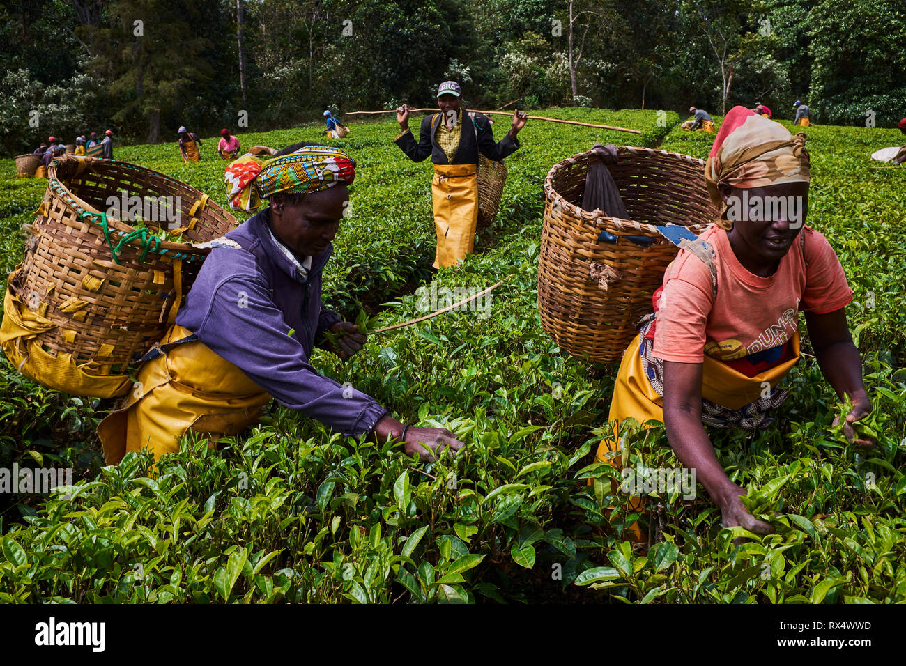 Kenya, Kericho county, Kericho, tea picker picking tea leaves Stock ...