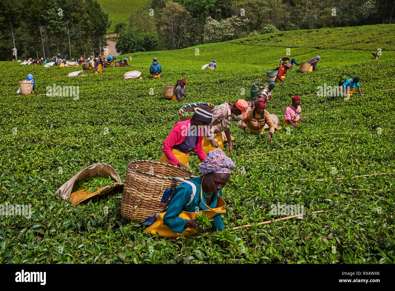 Kenya, Kericho county, Kericho, tea picker picking tea leaves Stock ...
