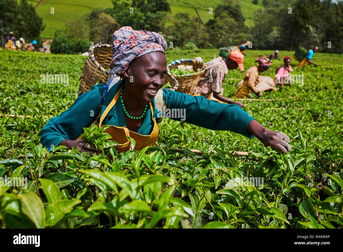 Kenya, Kericho county, Kericho, Evaline CHebe, 35 old, tea picker ...