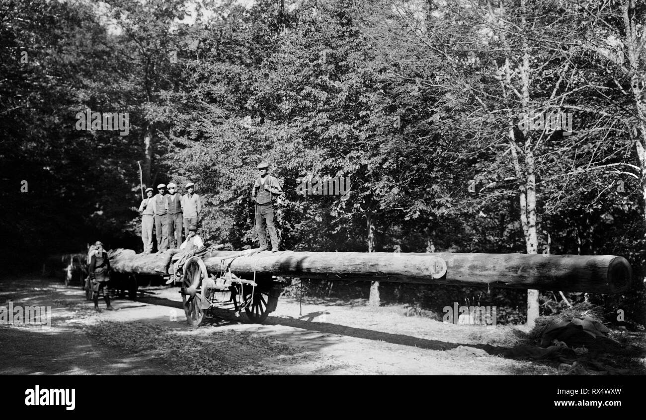 transport of logs for the Navy, Tuscan 1910-20 Stock Photo - Alamy