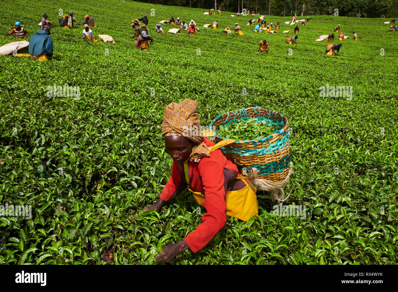 Kenya, Kericho county, Kericho, tea picker picking tea leaves Stock ...