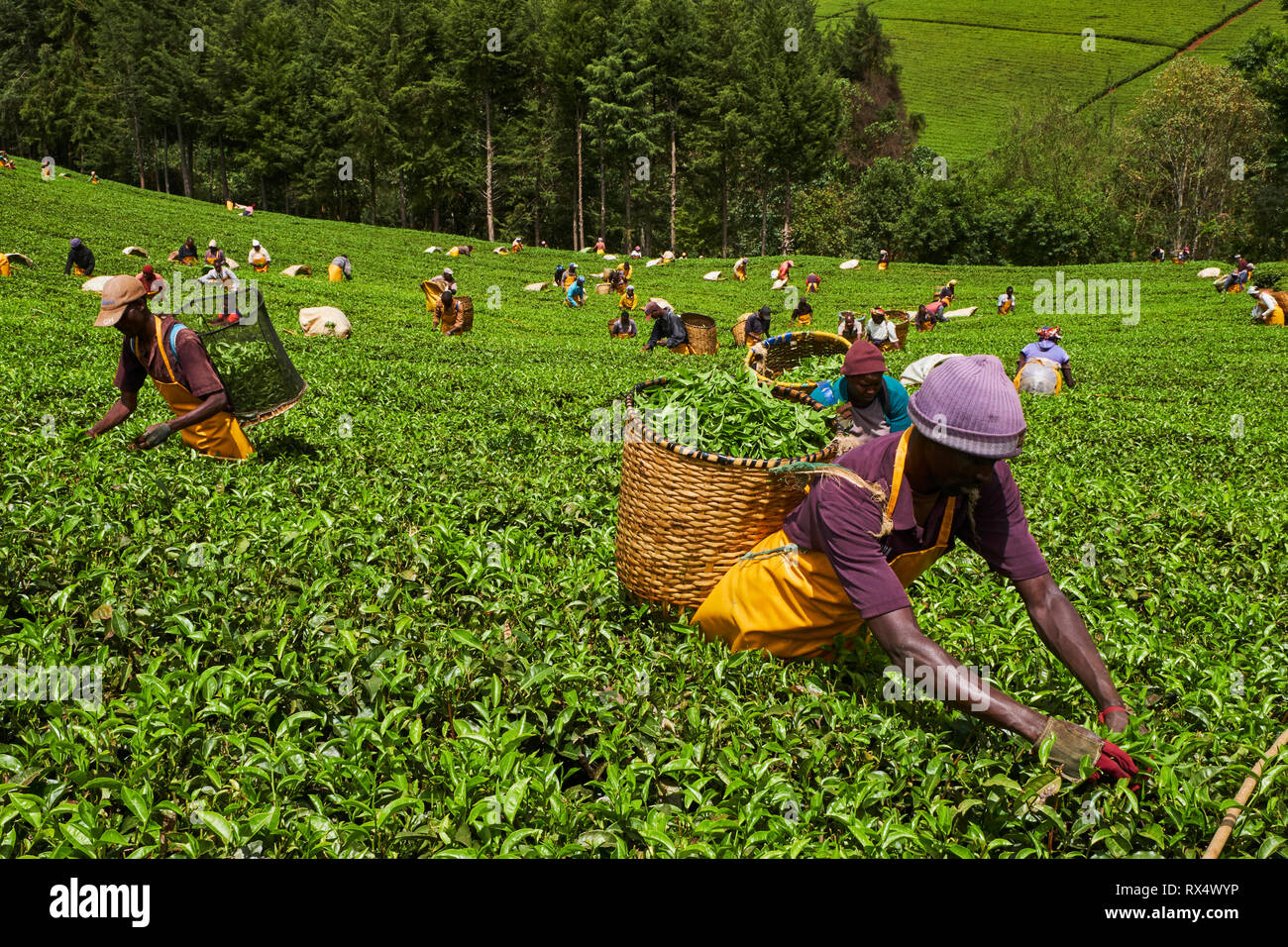 Kenya, Kericho county, Kericho, tea picker picking tea leaves Stock ...
