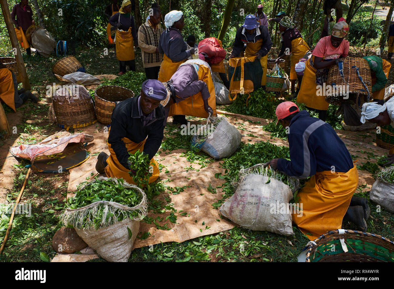 Kenya, Kericho county, Kericho, tea collect and weighing Stock Photo ...