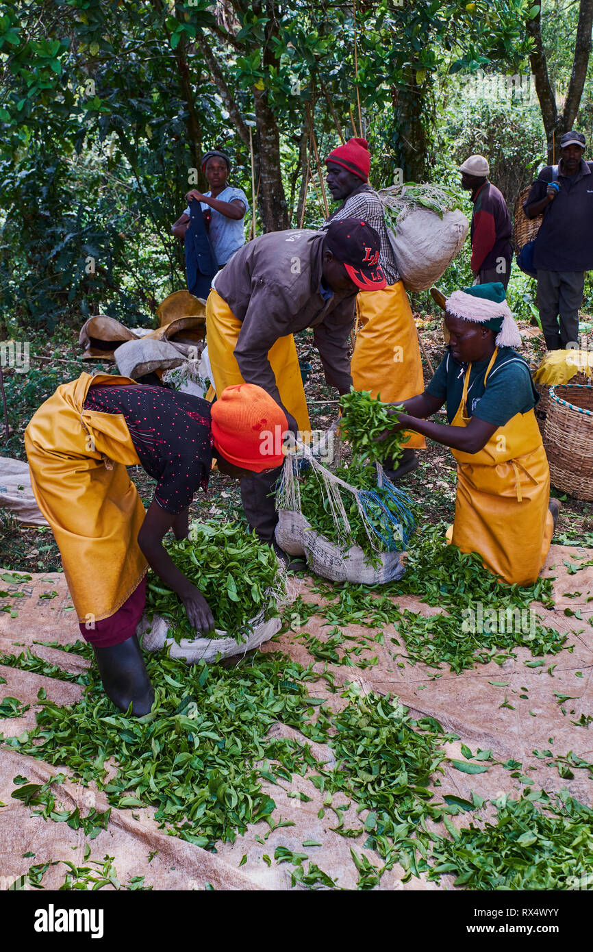 Kenya, Kericho county, Kericho, tea collect and weighing Stock Photo ...