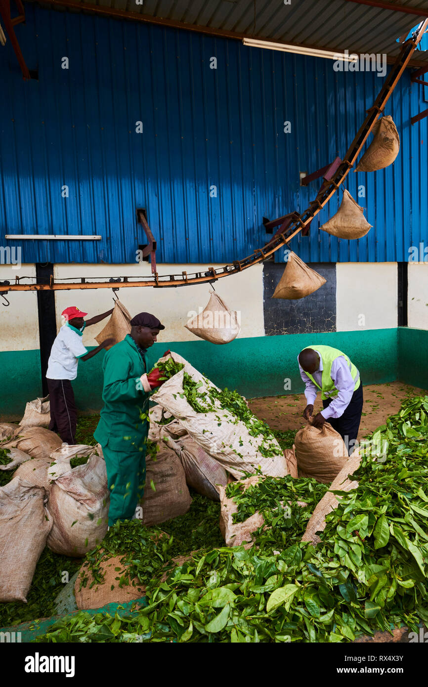 Kenya, Kericho county, Kericho, Tilya tea factory Stock Photo - Alamy