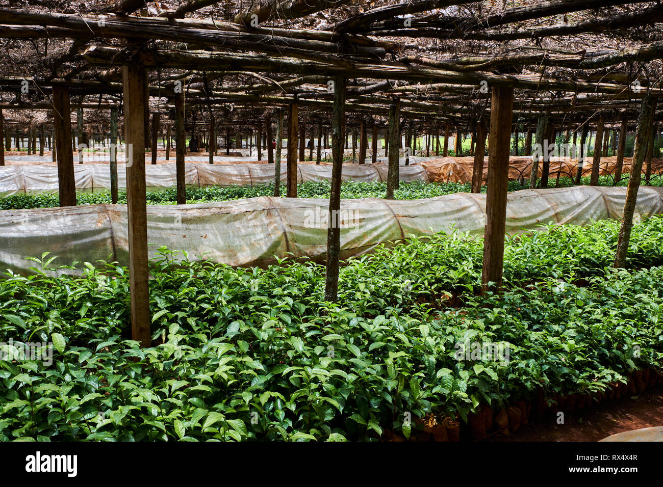 Kericho county hi-res stock photography and images - Alamy