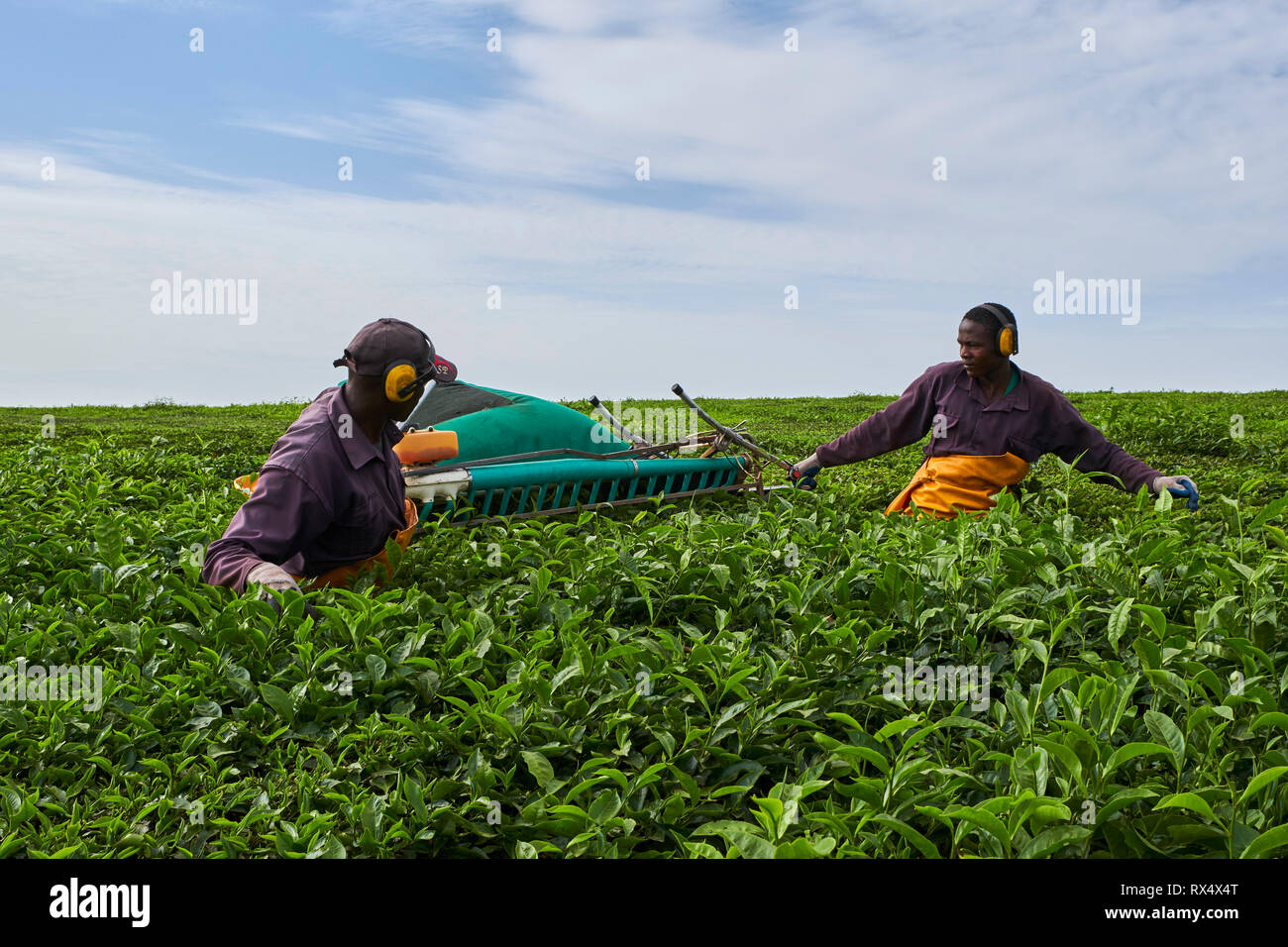 Kenya, Kericho county, Kericho, tea picker picking tea leaves Stock ...
