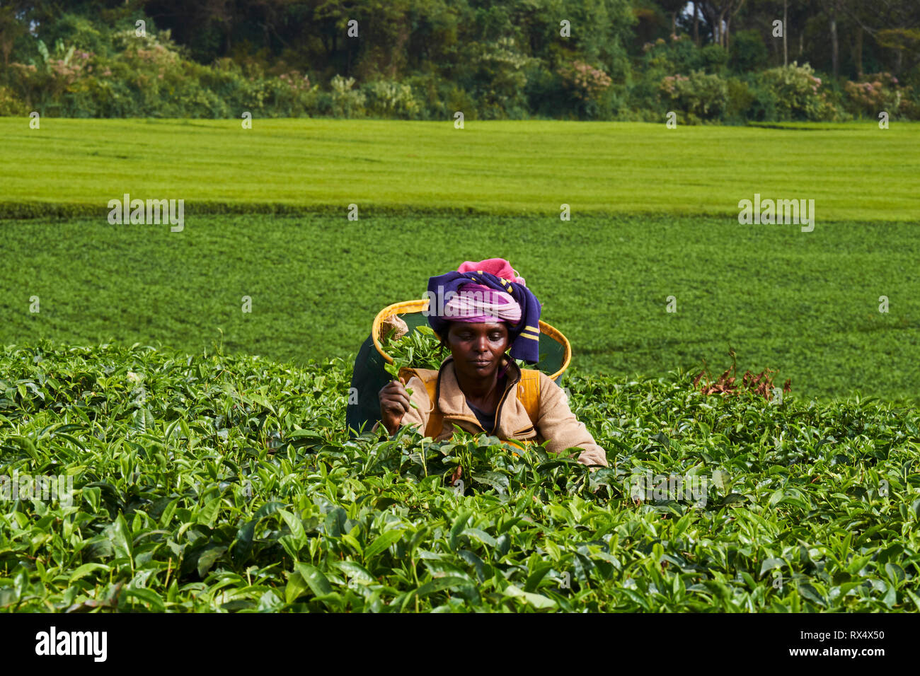 Kenya, Kericho county, Kericho, tea picker picking tea leaves Stock ...