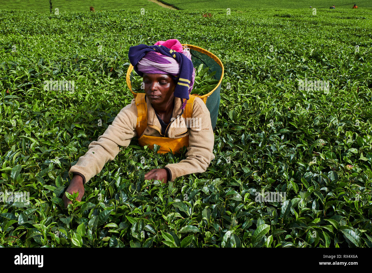Kenya, Kericho county, Kericho, tea picker picking tea leaves Stock ...