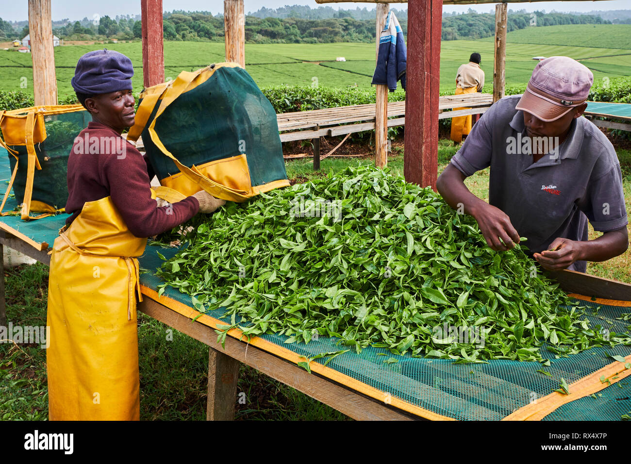 Kenya, Kericho county, Kericho, tea collect and weighing Stock Photo ...