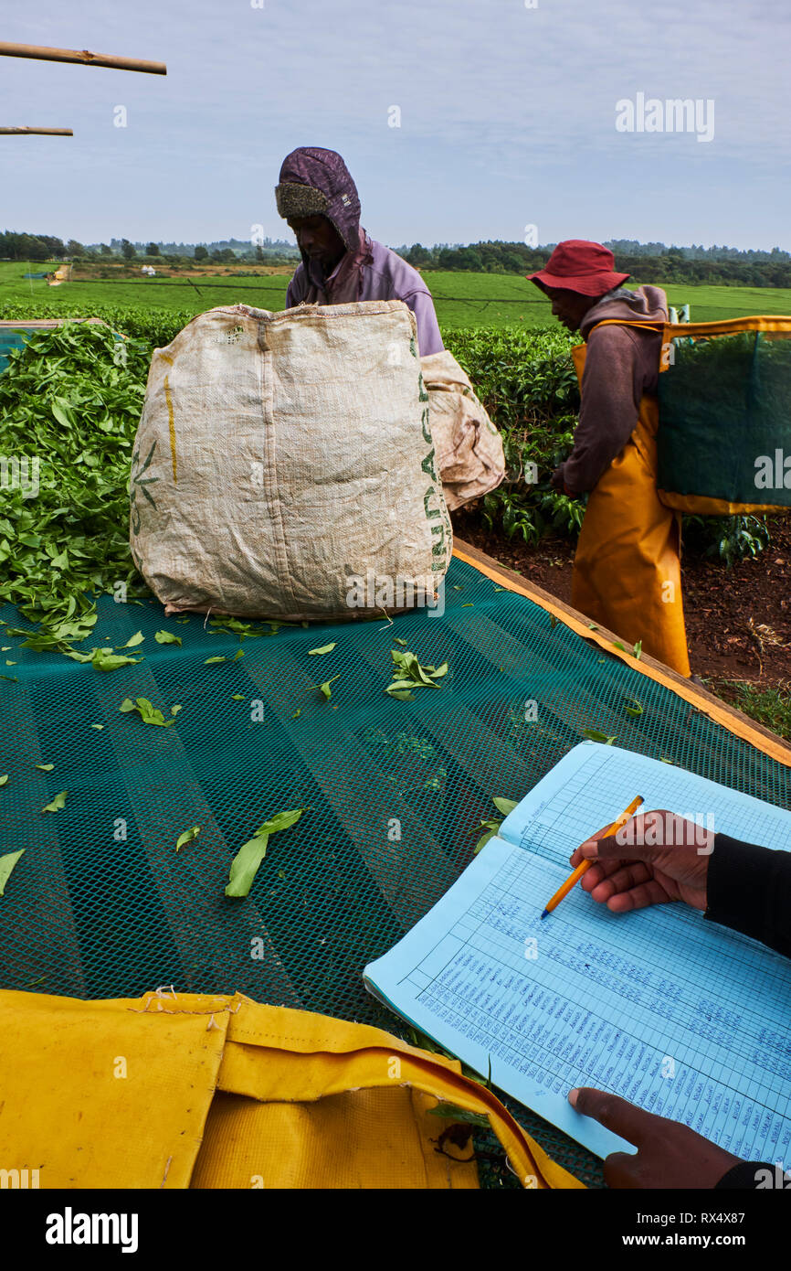 Kenya, Kericho county, Kericho, tea collect and weighing Stock Photo ...