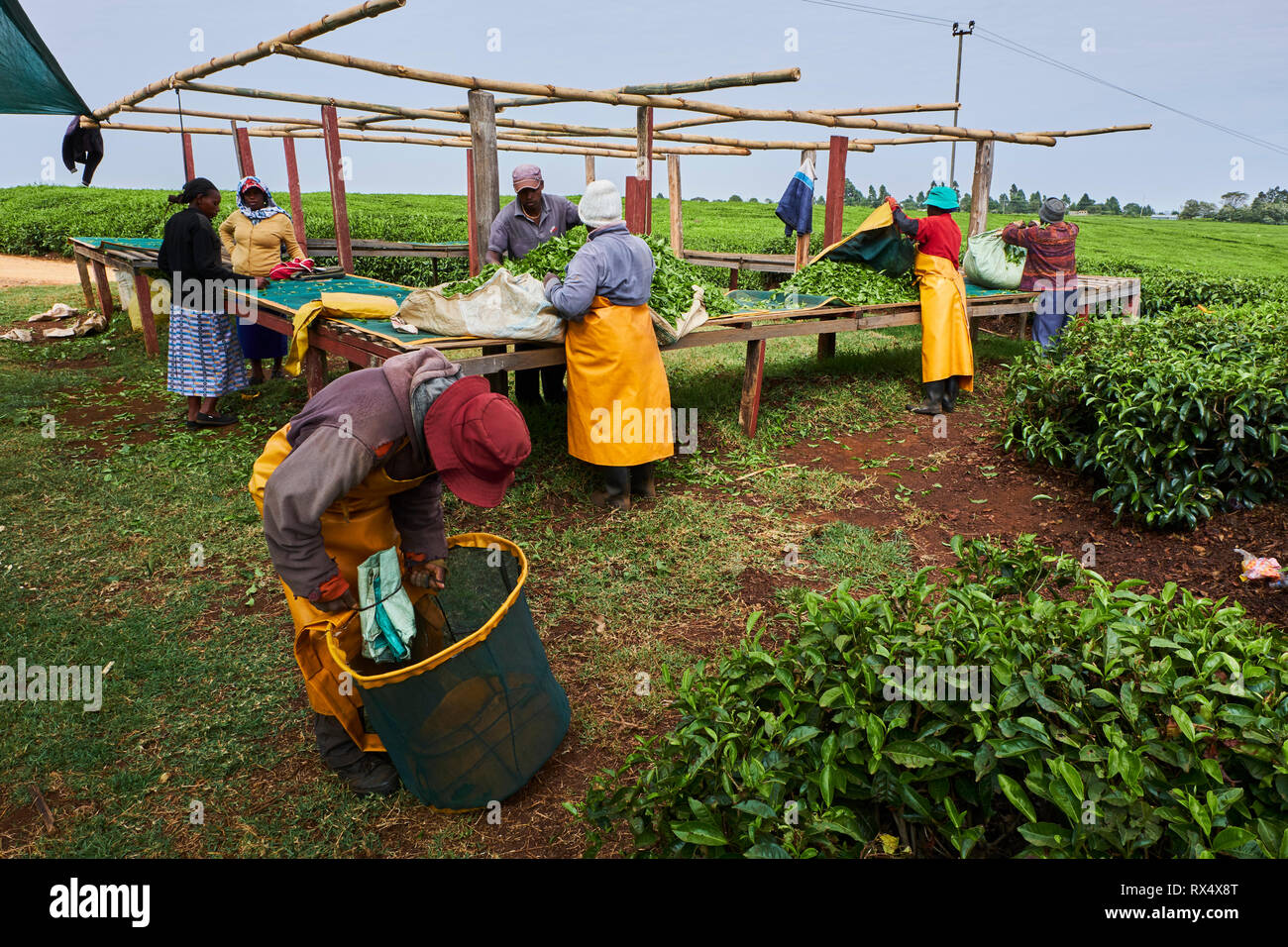 Kenya, Kericho county, Kericho, tea collect and weighing Stock Photo ...