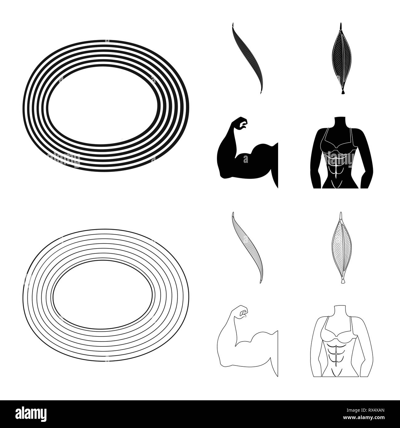 Vector illustration of fiber and muscular symbol. Collection of fiber ...