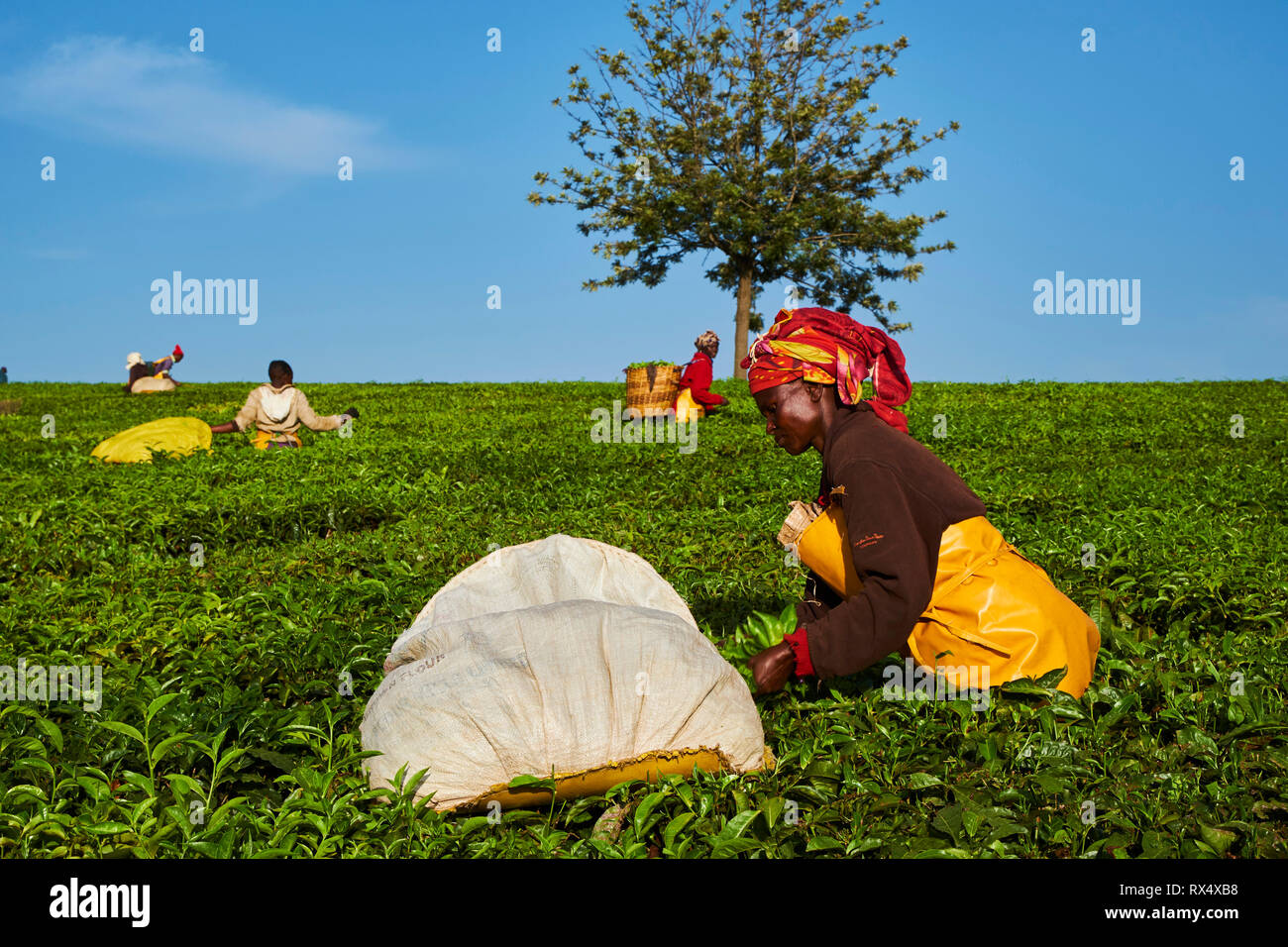 Kenya, Kericho county, Kericho, tea picker picking tea leaves Stock ...