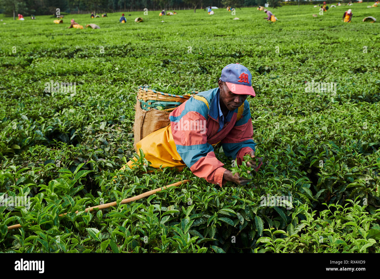 Kenya, Kericho county, Kericho, tea picker picking tea leaves Stock ...