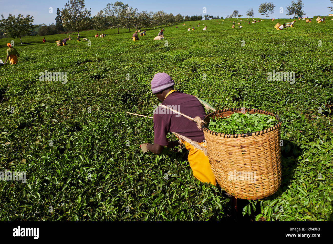Kenya, Kericho county, Kericho, tea picker picking tea leaves Stock ...