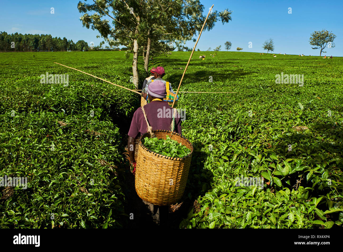 Kenya, Kericho county, Kericho, tea picker picking tea leaves Stock ...