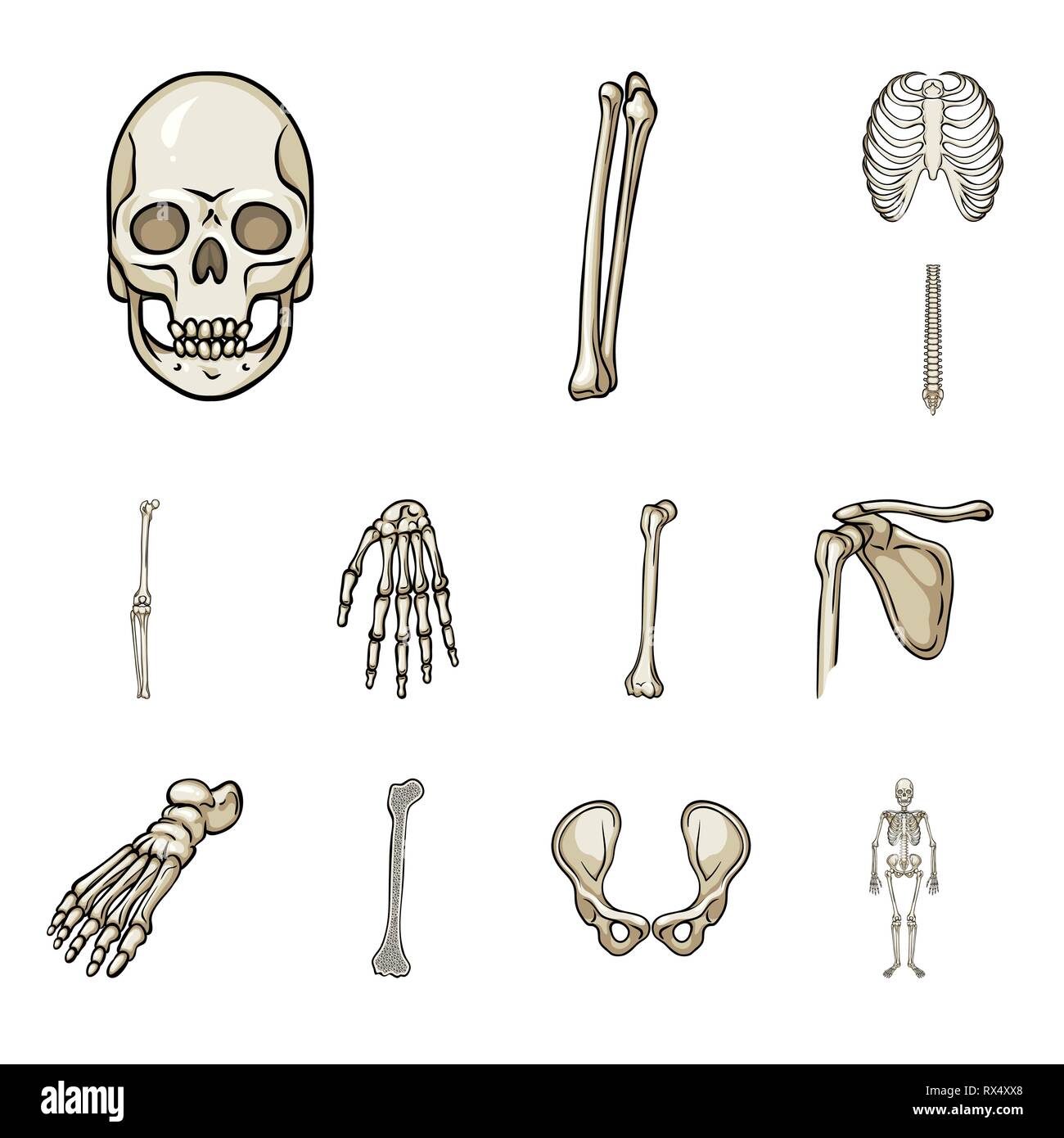 skull,femur,rib,knee,wrist,foot,hip,musculoskeletal,death,cage,spine ...