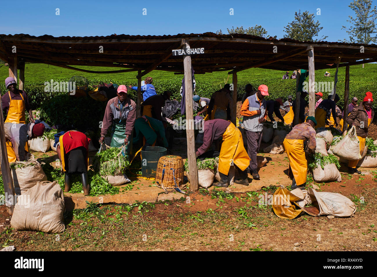 Kenya, Kericho county, Kericho, tea collect and weighing Stock Photo ...