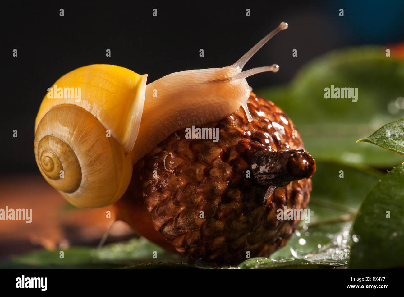 Magic snail hi-res stock photography and images - Alamy