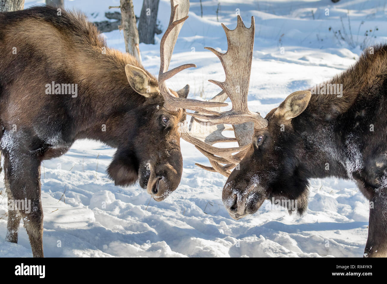 Bull Heads Stock Photos & Bull Heads Stock Images - Alamy