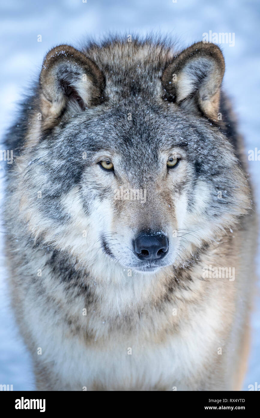 Parc omega wolf hi-res stock photography and images - Alamy