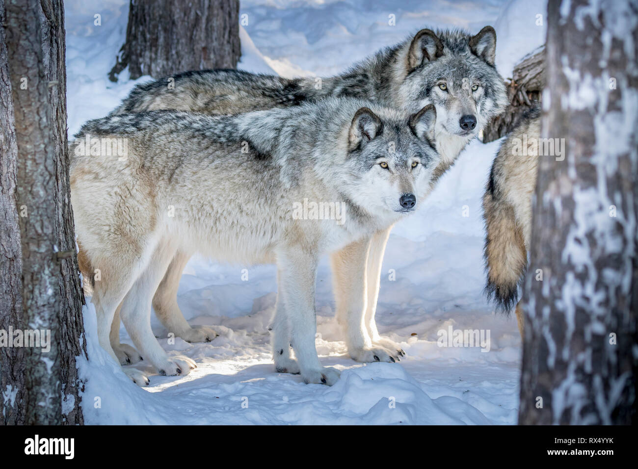 Parc omega wildlife hi-res stock photography and images - Alamy