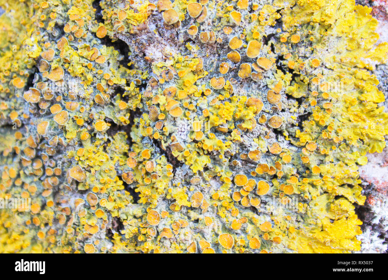 Lichen on bark pine trees hi-res stock photography and images - Alamy