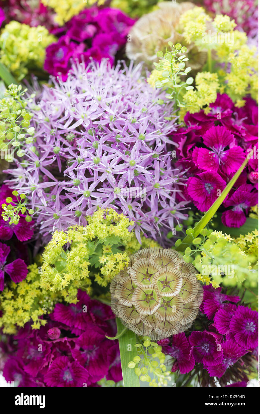 Allium and alchemilla mollis hi-res stock photography and images - Alamy