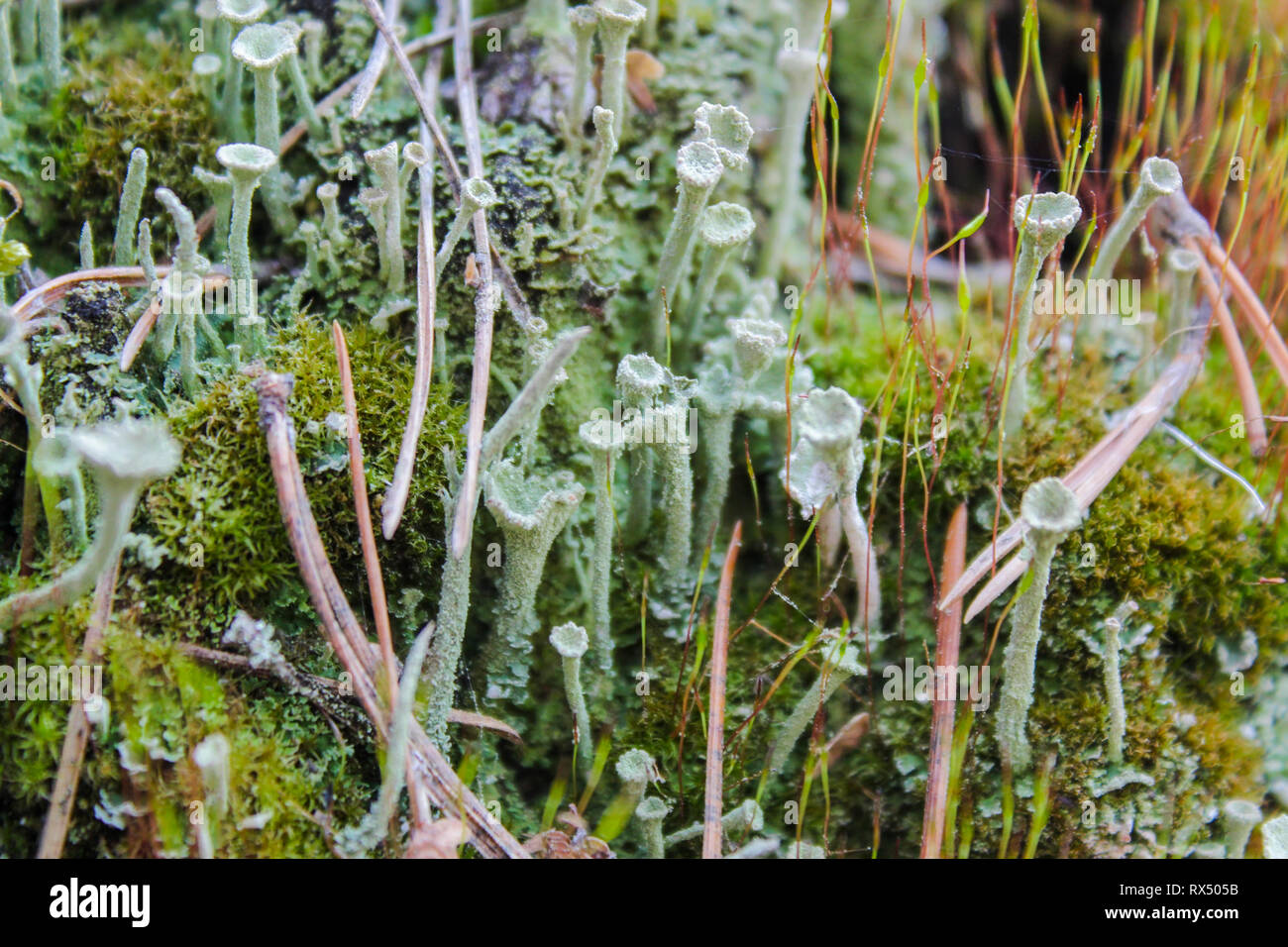 Structure moss closeup. Macro spring in the forest Stock Photo - Alamy