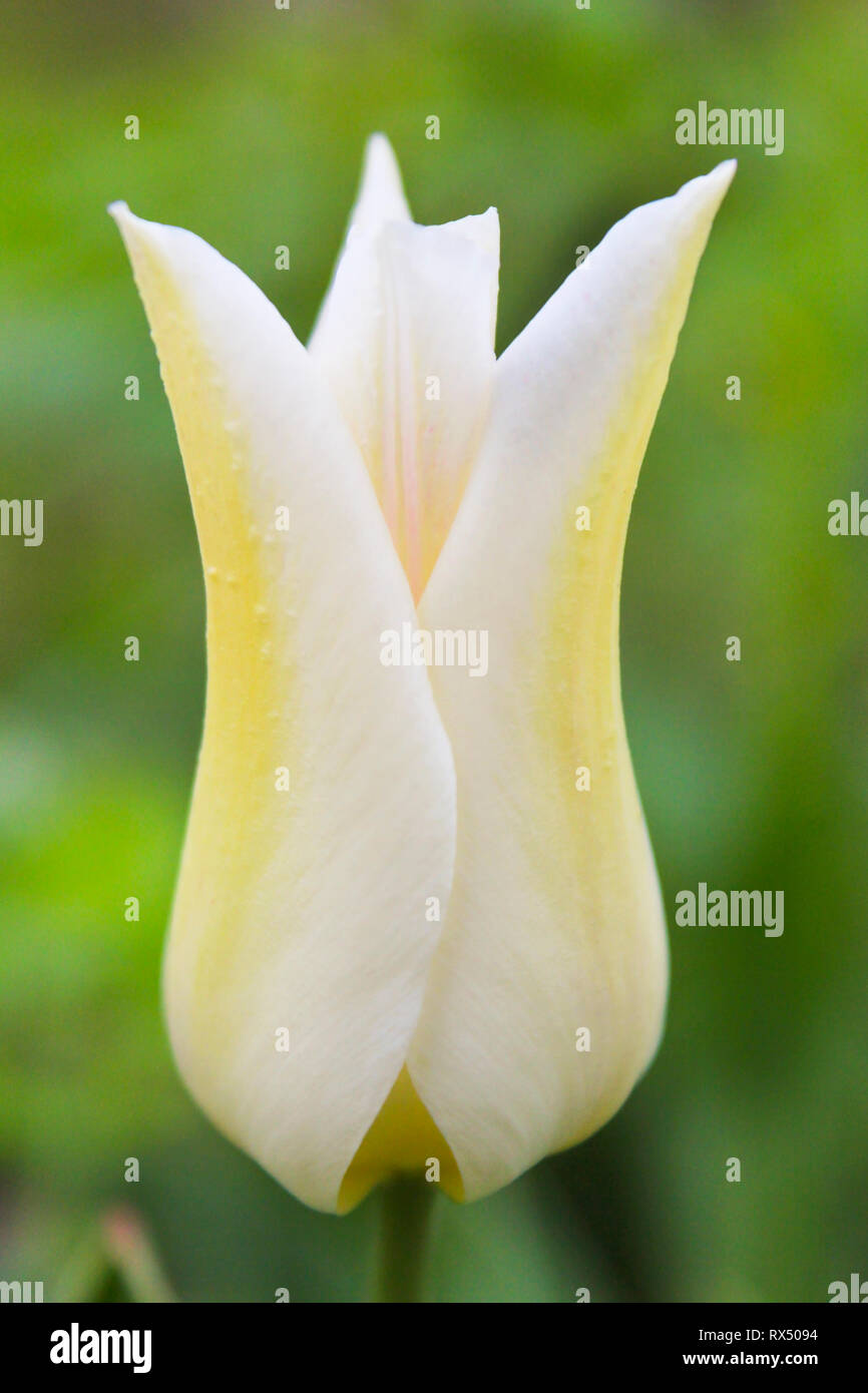 Tulip dressing hi-res stock photography and images - Alamy