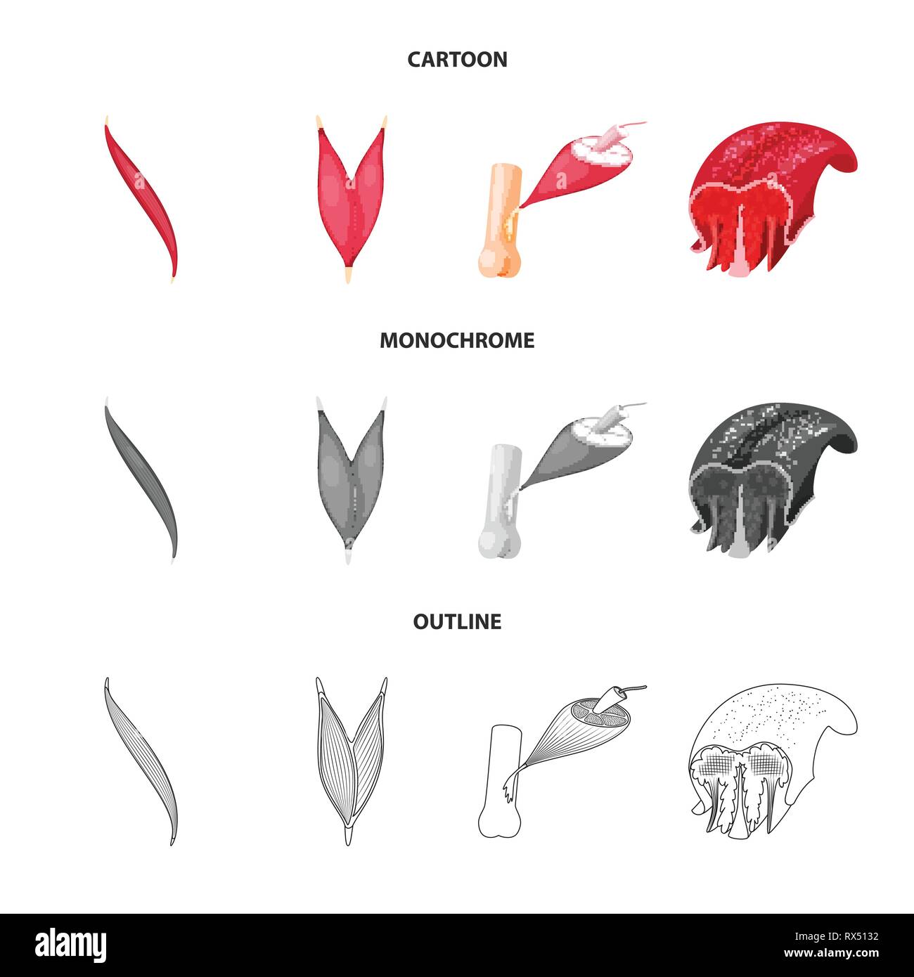 Vector design of fiber and muscular logo. Collection of fiber and body ...