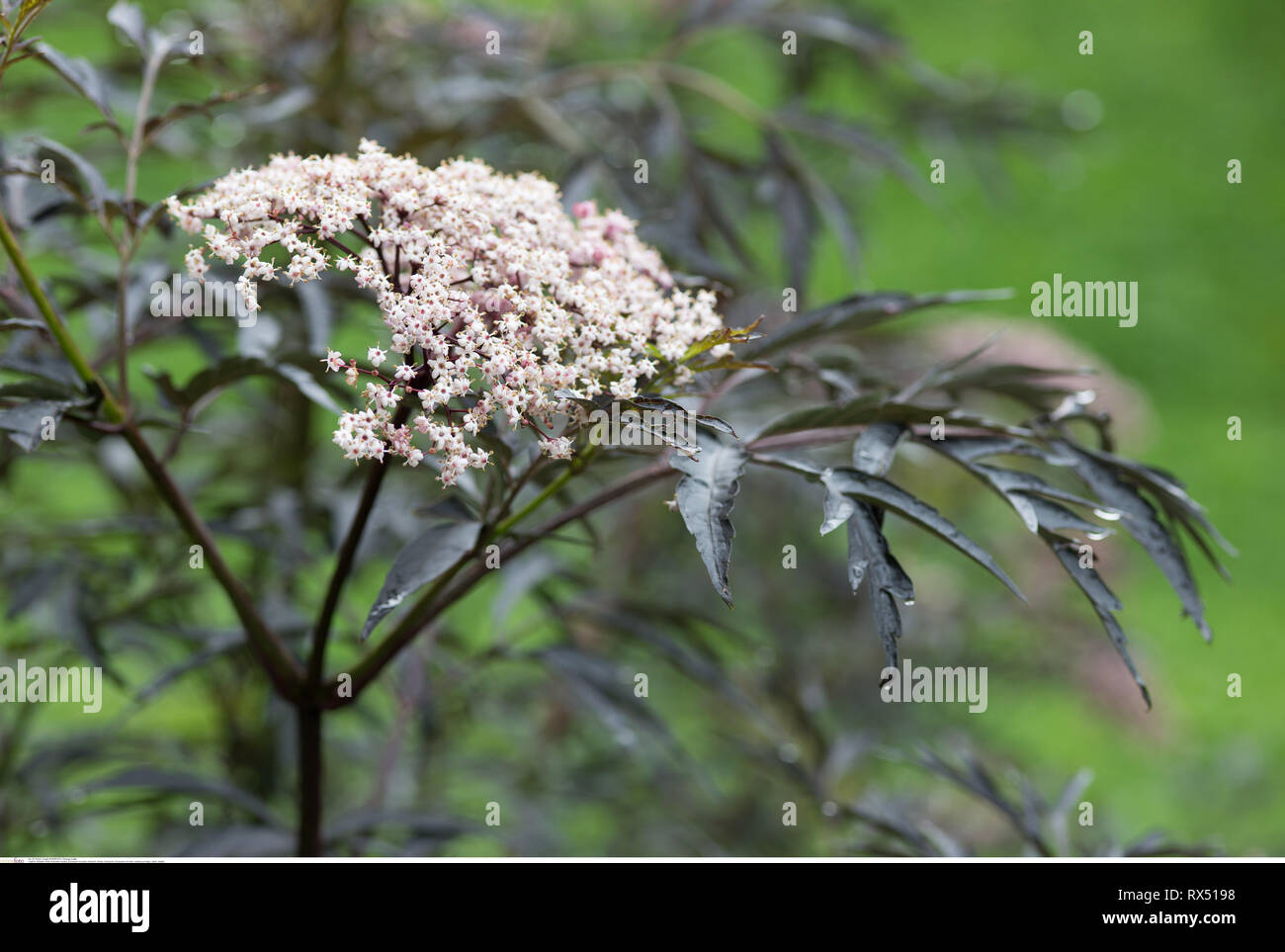 Elder Blossom High Resolution Stock Photography and Images - Alamy