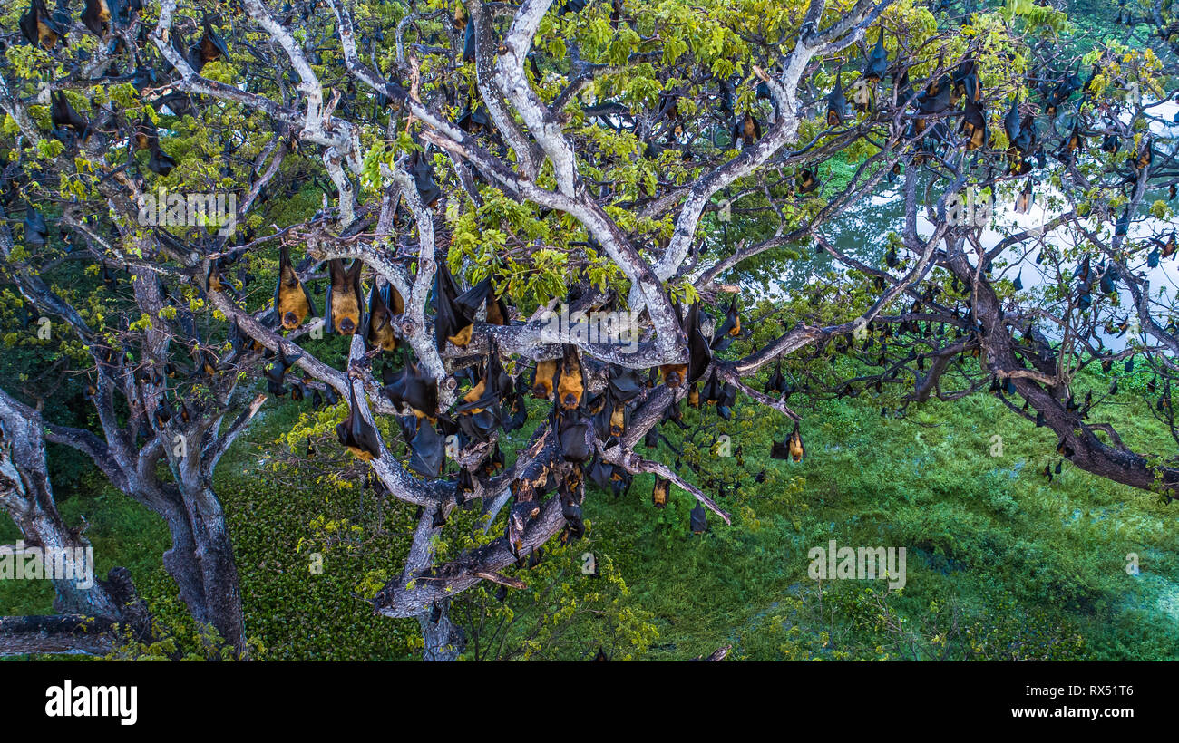 Aerial. Fruit bat trees. Tissamaharama, Sri Lanka Stock Photo - Alamy