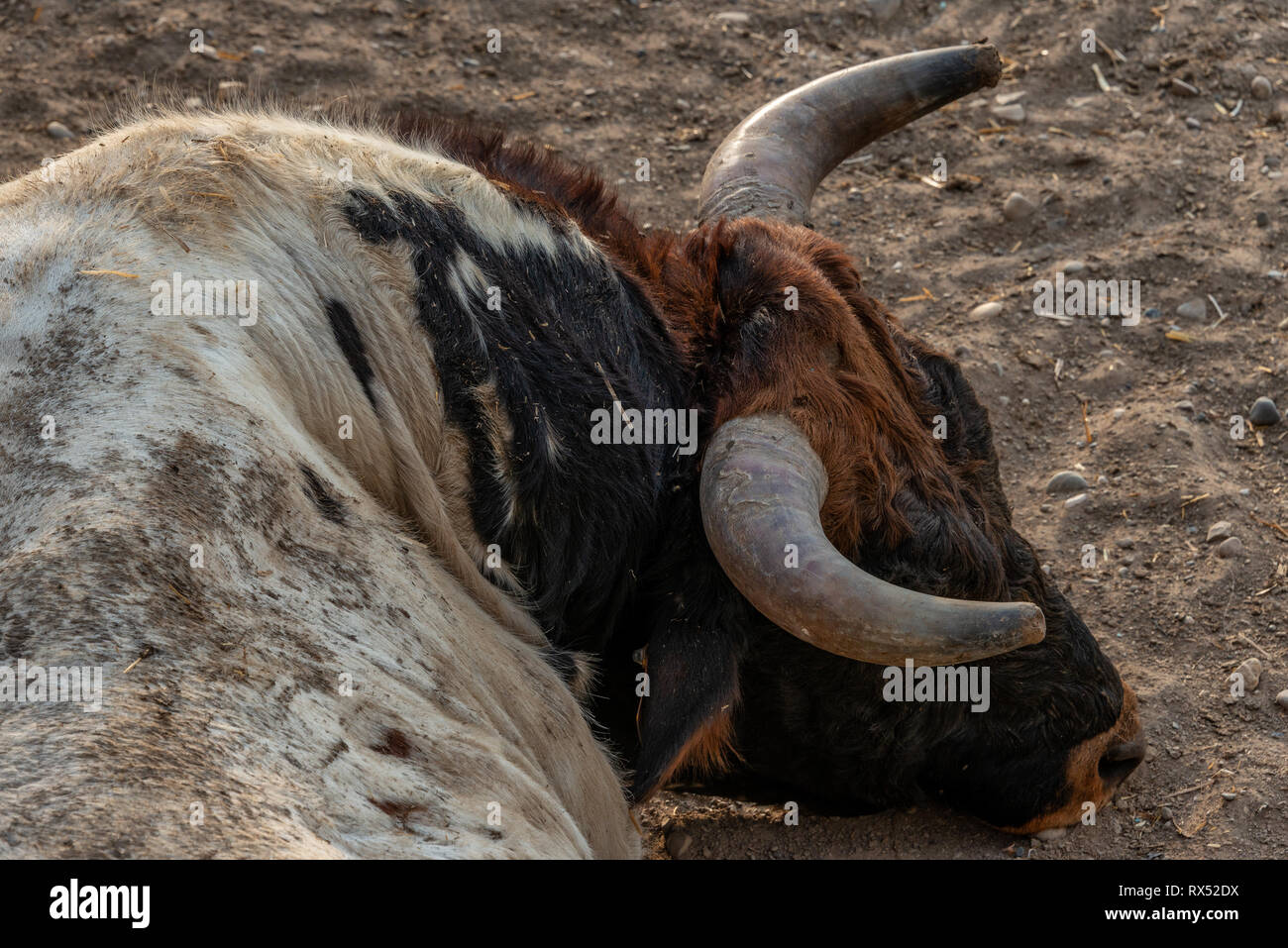 Strong bull hi-res stock photography and images - Alamy