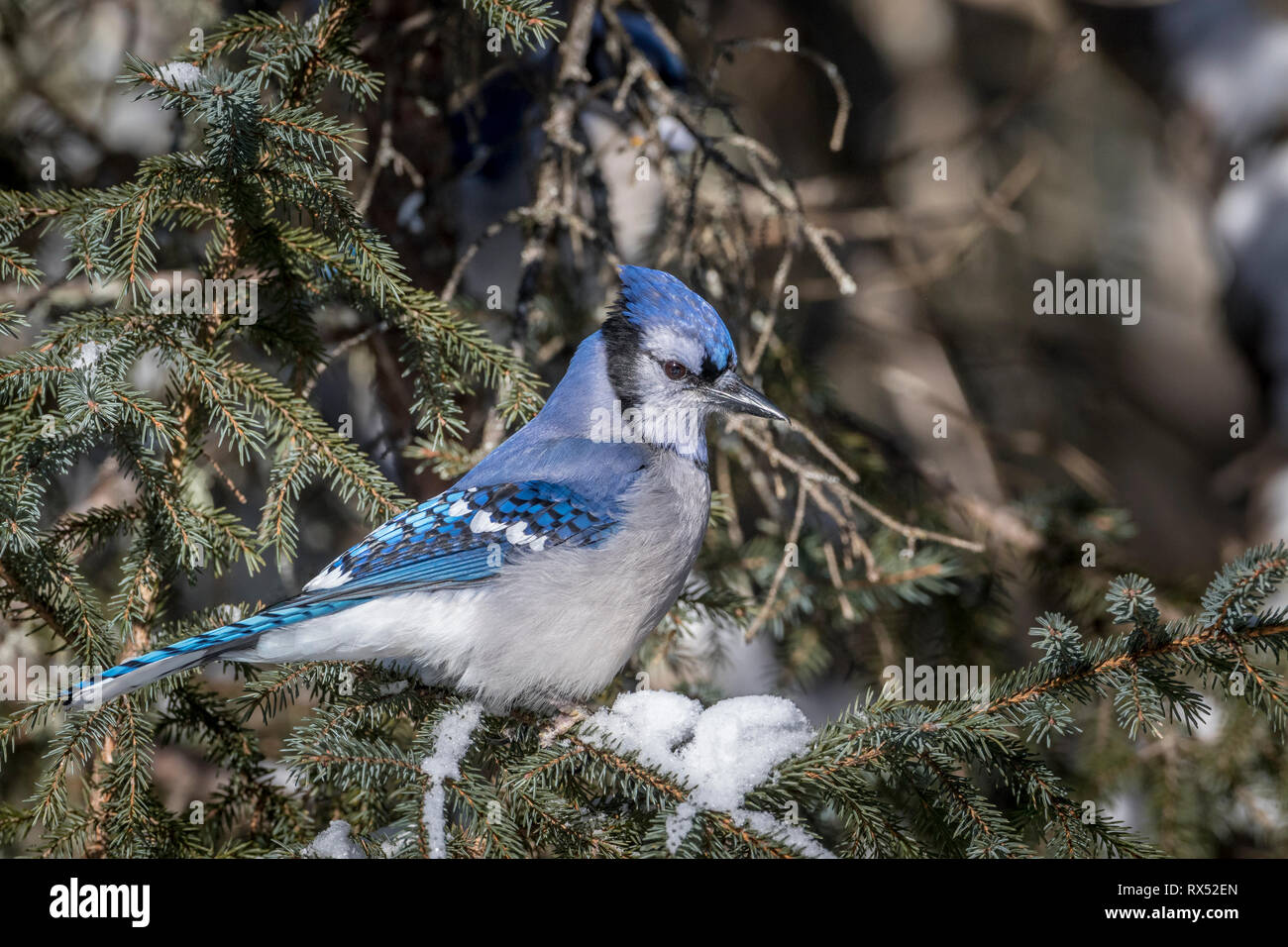 Ontario blue jay hi-res stock photography and images - Alamy