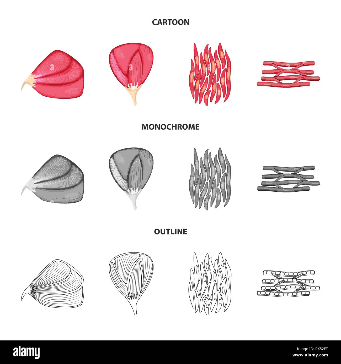 Vector design of fiber and muscular symbol. Collection of fiber and ...
