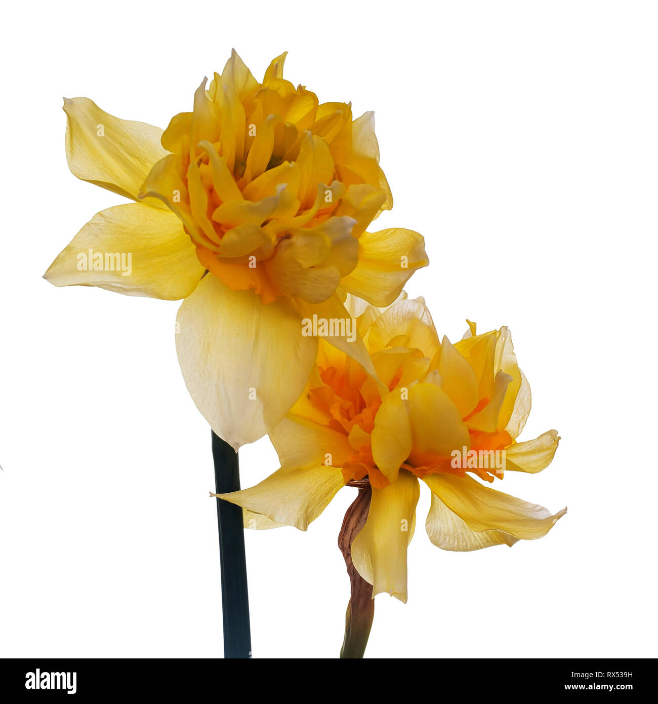 Beautiful double flowered daffodil, narcissus blooms isolated on white ...