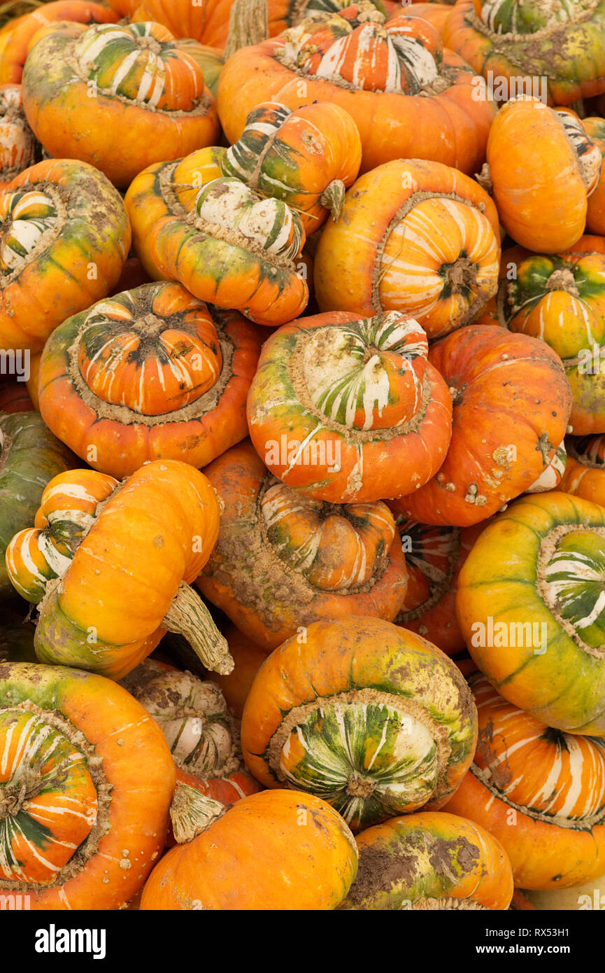 French turban squash hi-res stock photography and images - Alamy