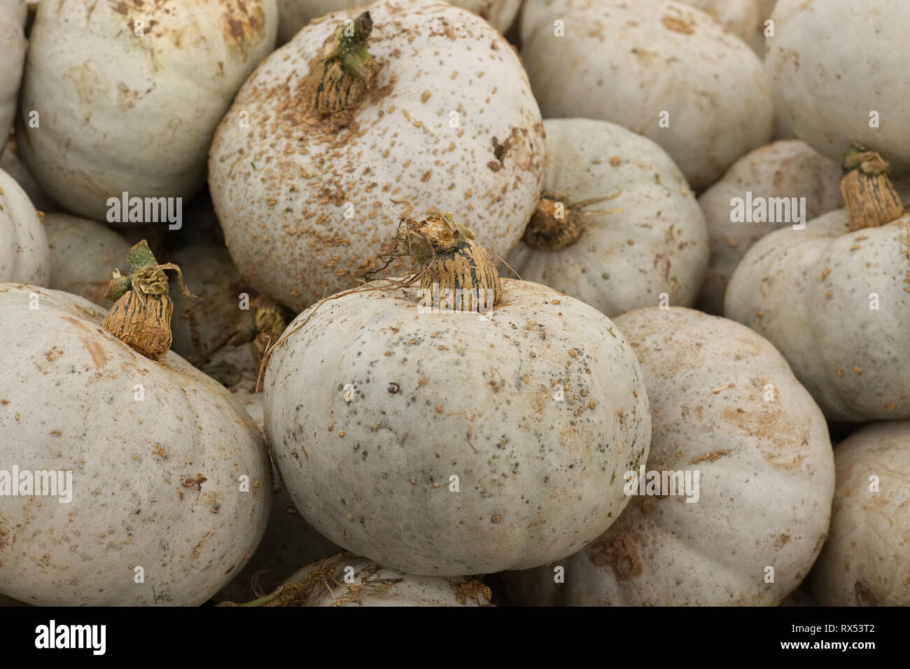 Cushaw hi-res stock photography and images - Alamy