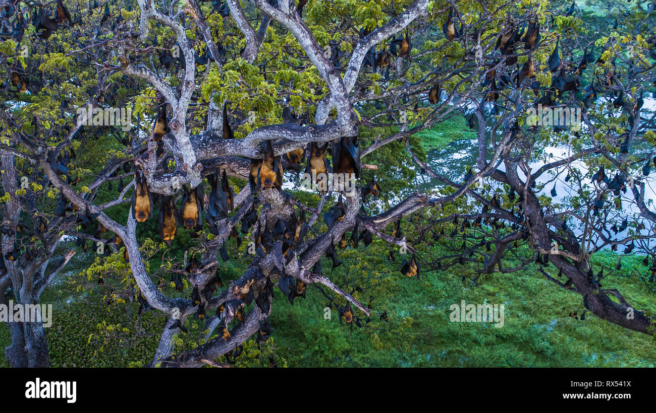 Aerial. Fruit bat trees. Tissamaharama, Sri Lanka Stock Photo - Alamy