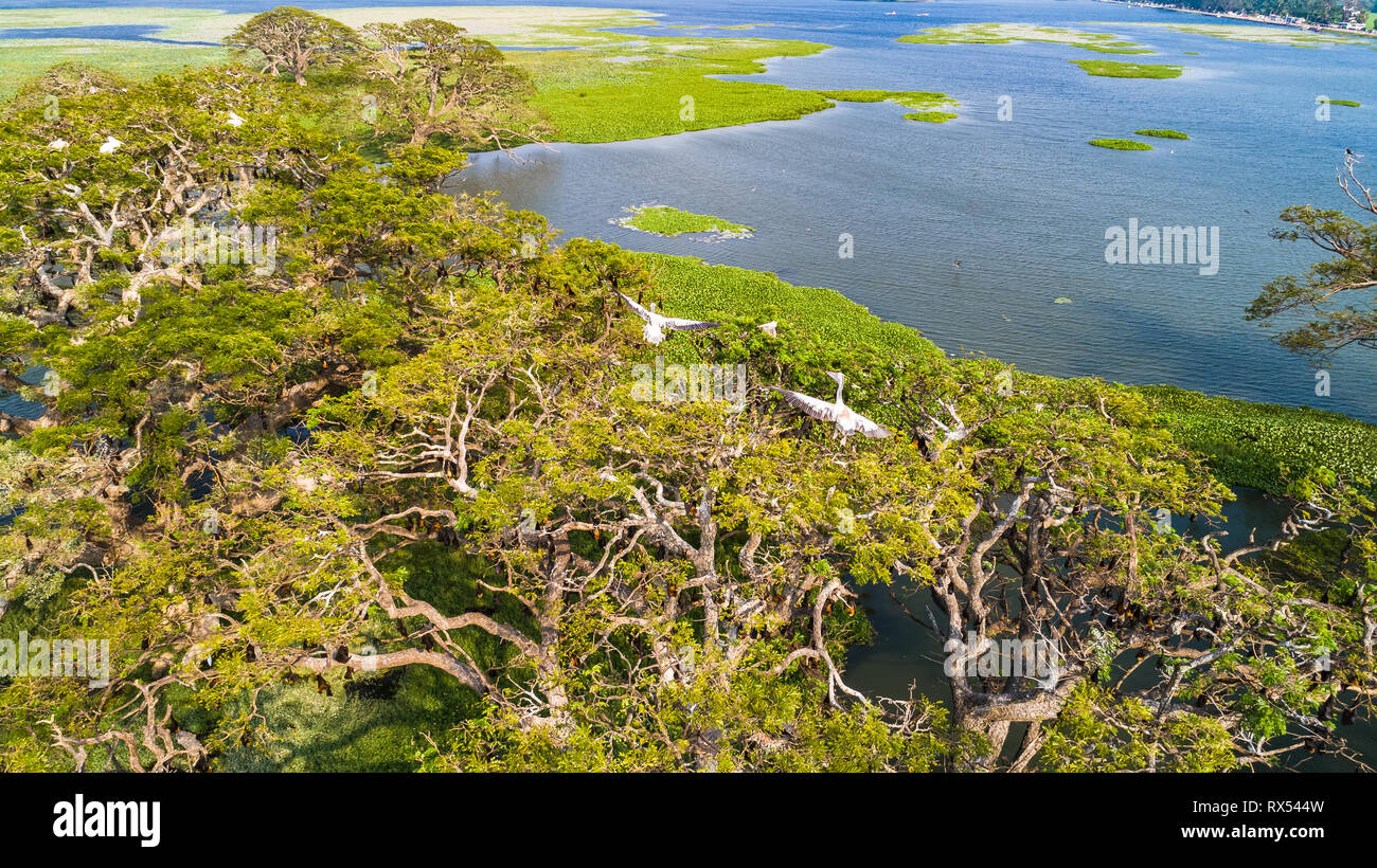Aerial. Fruit bat trees. Tissamaharama, Sri Lanka Stock Photo - Alamy