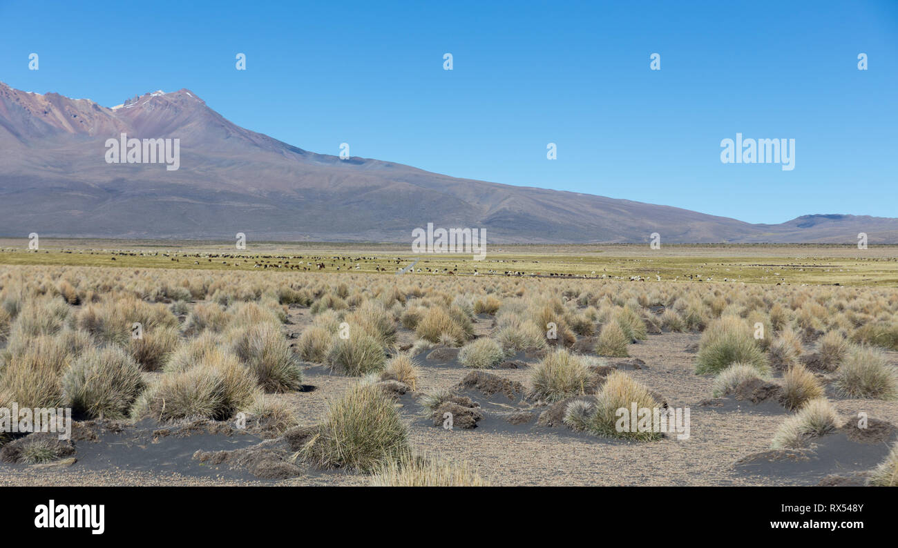 High Andean tundra landscape in the mountains of the Andes. The weather ...