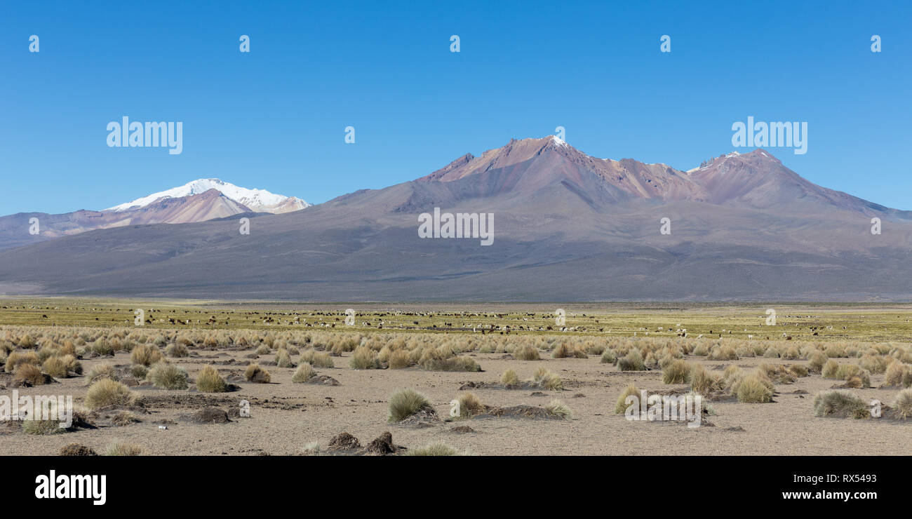 Montane grasslands hi-res stock photography and images - Alamy