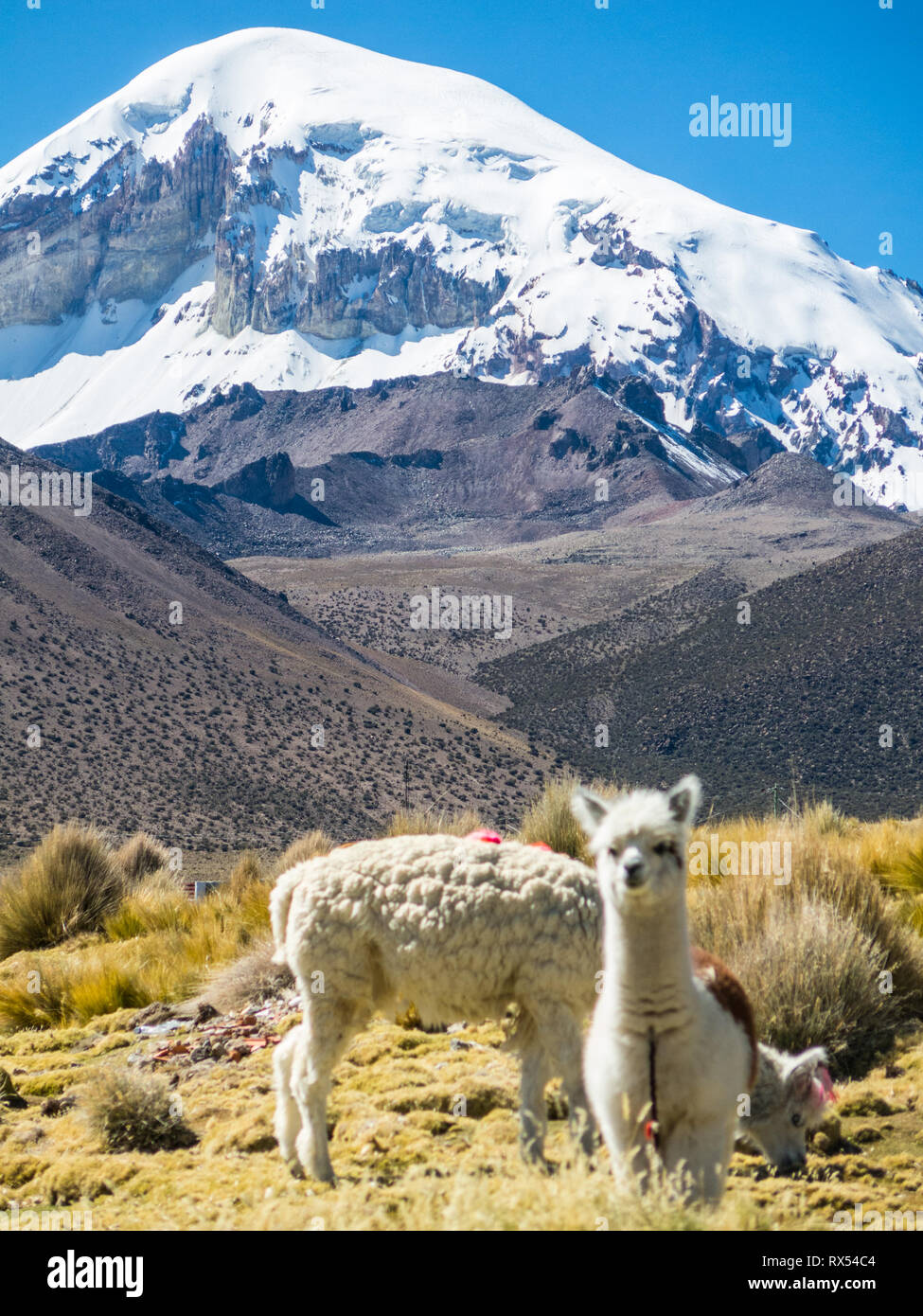 Llamas and alpacas graze in the mountains with Mount Sajama behind ...