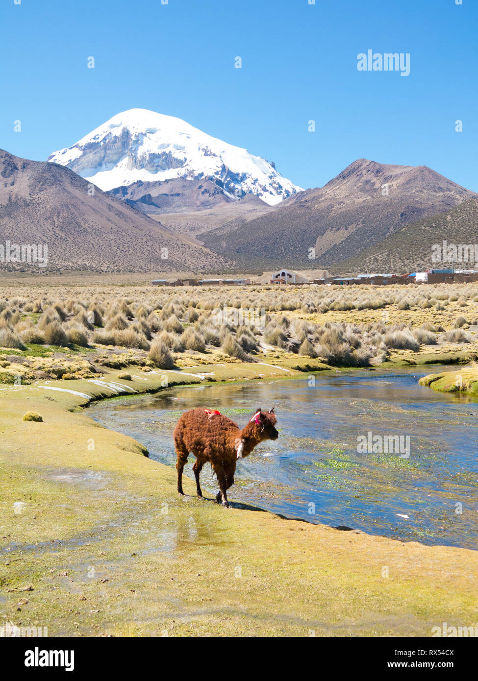 Llama andes hi-res stock photography and images - Alamy