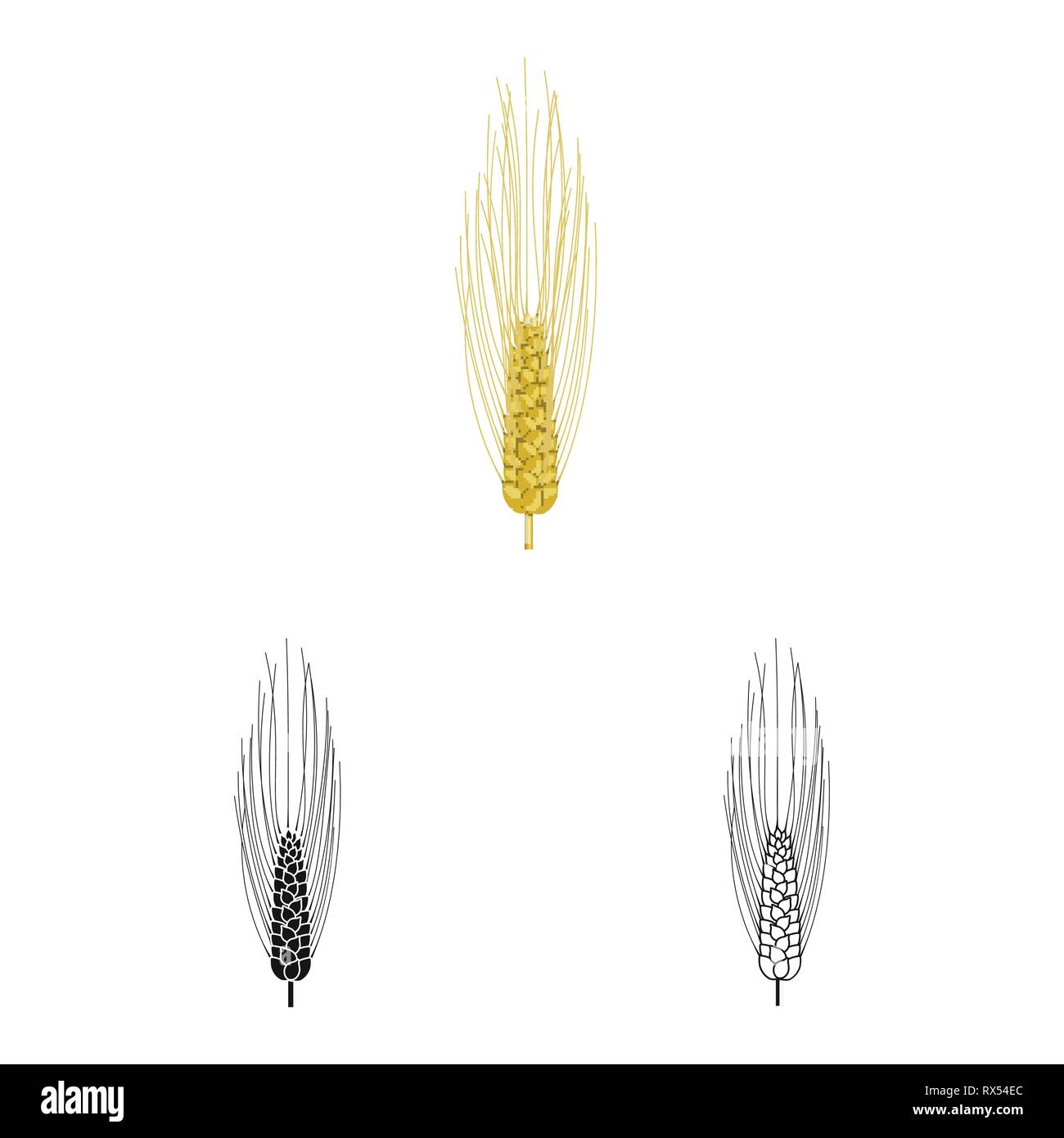 barley,winter,spring,spike,durum,crop,ripe,gold,agriculture,farming,rye ...